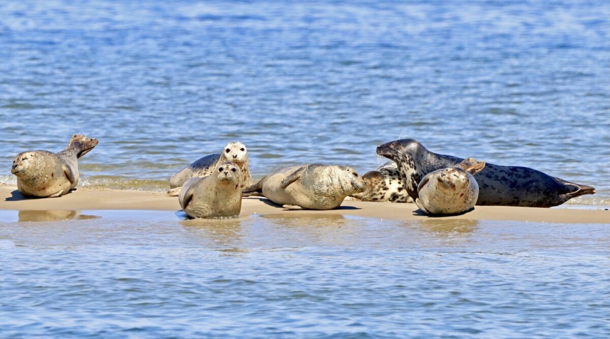 Sealtours on Texel | VVV Texel