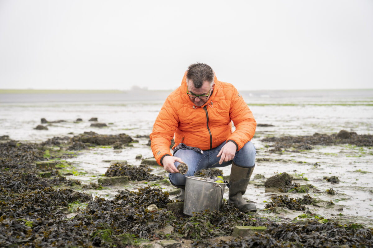 Zelf oesters rapen op Texel | VVV Texel