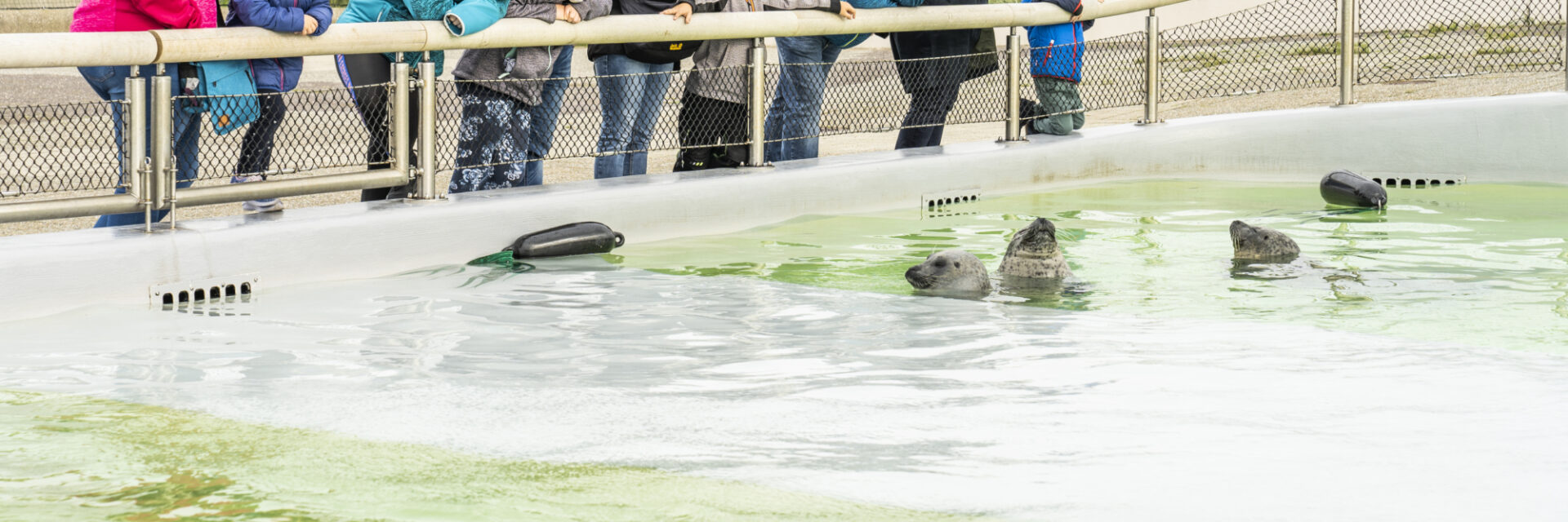 Seal sanctuary on Texel: visit Ecomare! | VVV Texel