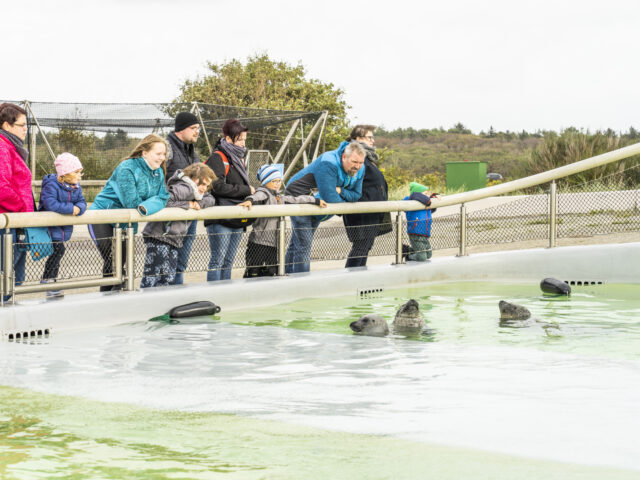 Seal sanctuary on Texel: visit Ecomare! | VVV Texel