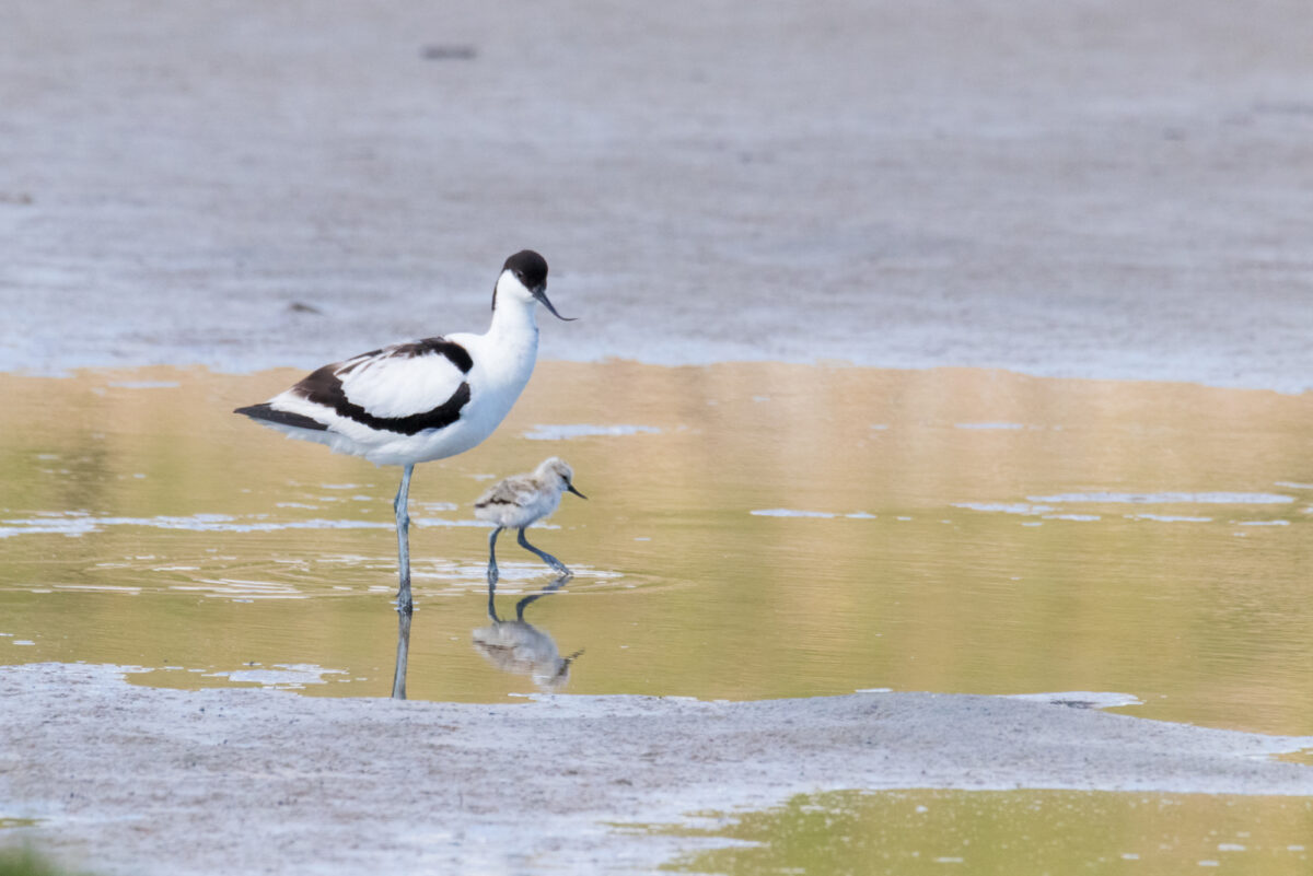June: young birds galore on Texel | VVV Texel