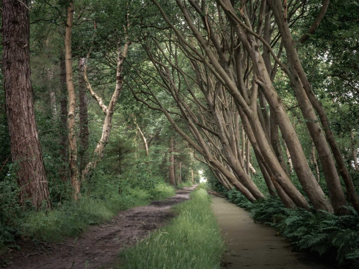 Natuurgebied Het Dennenbos op Texel | VVV Texel