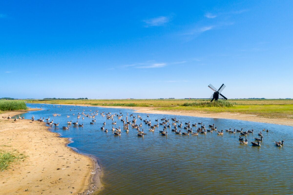 Natuurgebied Waalenburg op Texel | VVV Texel