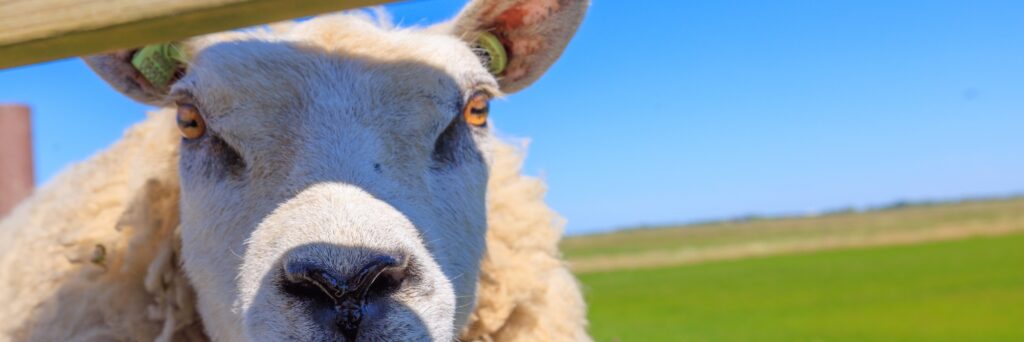 Het Texelse schaap | VVV Texel