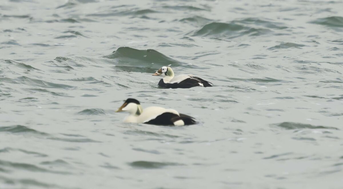 Very rare spectacled eider spotted at Texel! | VVV Texel