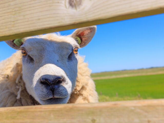 Het Texelse schaap | VVV Texel
